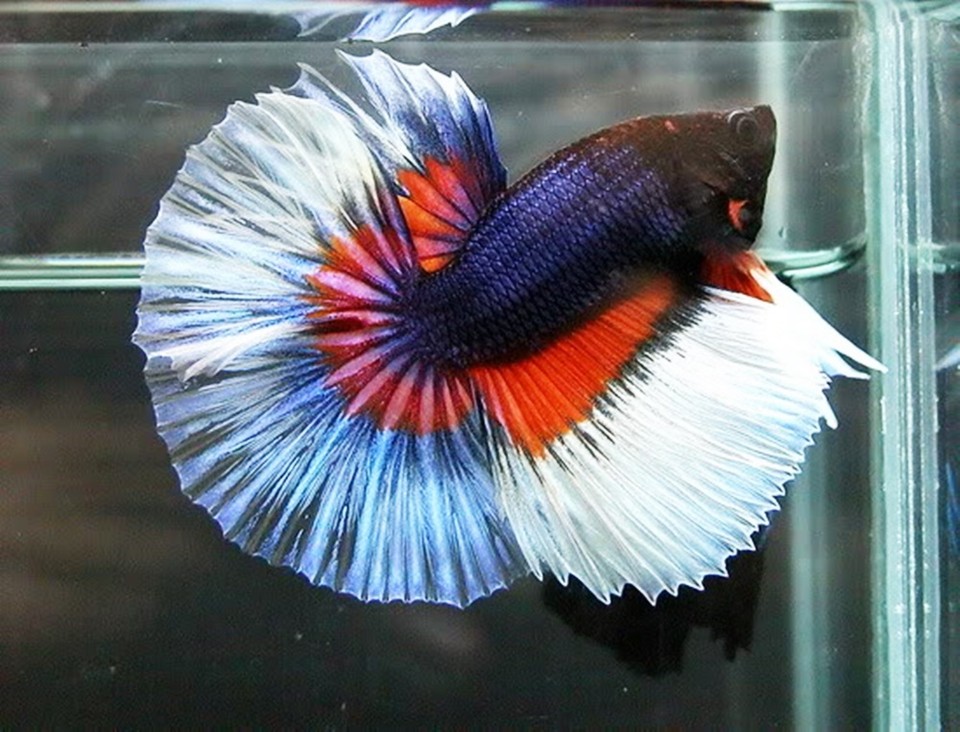 Sakura Fighting Betta Fish Food Gold Baby Floating Pellet Mosquito ...