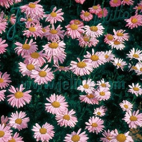 Tanacetum or Pyrethrum 'Robinson's Rose' / Hardy Perennial / 200 Seeds ...