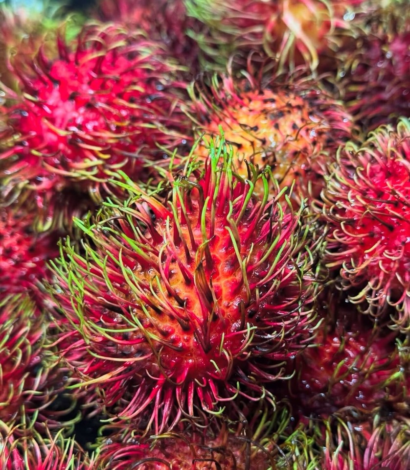 Grafted Rambutan (Nephelium lappaceum) Tropical live fruit tree (2-3ft ...
