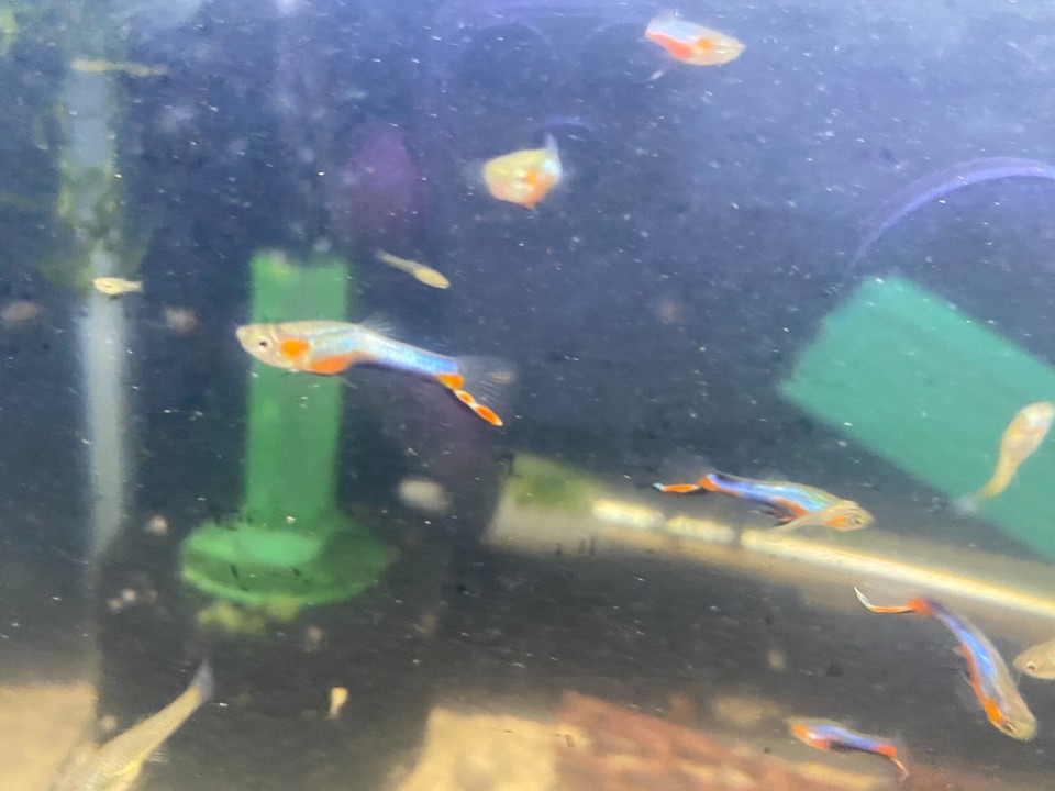 Blue Star Endlers 3 Pairs (2 Pair + 1 Free, 3M/3F total) + 3 BONUS FRY ...