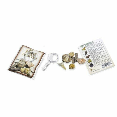 My Fossil Collection Fossils Science Paleontology Model Figures Kids ...