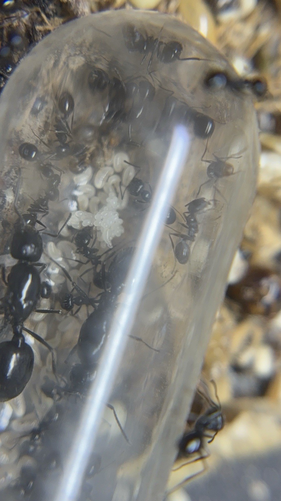 Veromessor pergandei smooth black harvester ant colony live Queen ant ...