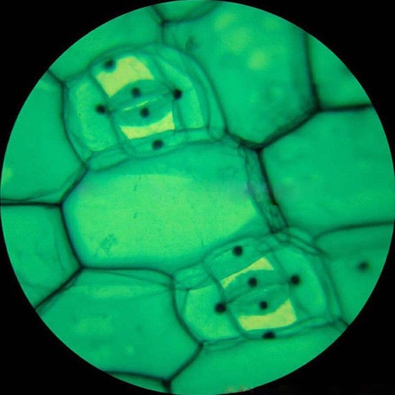 AmScope 40X-1000X Portable Science Student Biological Compound ...