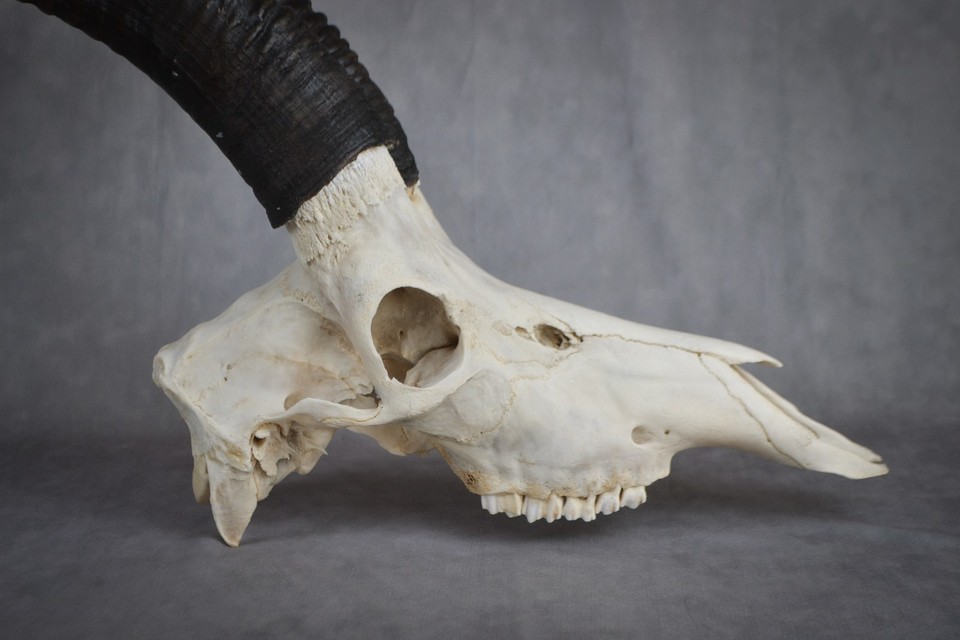 HUGE African Antelope Skull & Horns - taxidermy large animal mount ...