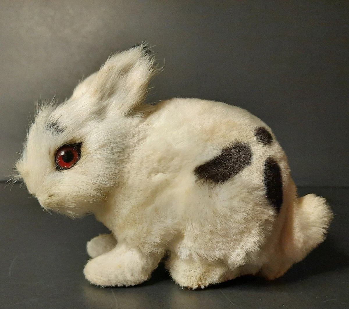 White Dwarf Rabbit Red Eyes