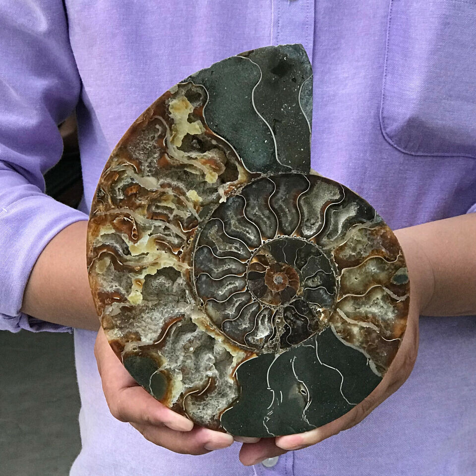 400g+ Natural Crystal ammonite fossil conch specimen healing Home ...