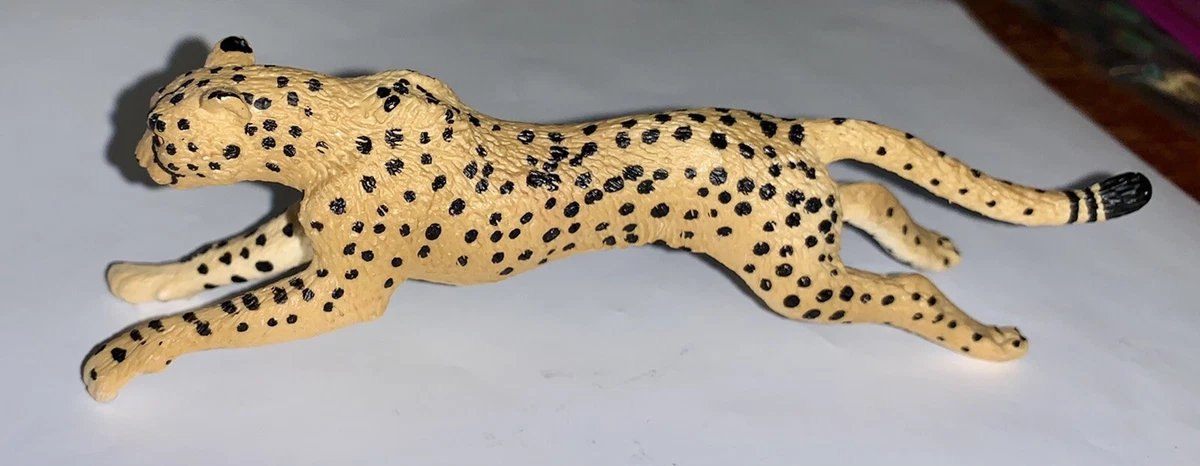 Cool Pictures Of Cheetahs