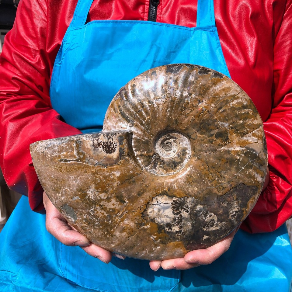 5.61LB Rare! Natural Tentacle Ammonite Fossil Specimen Shell Healing ...