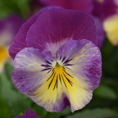 15 Pansy Seeds Cool Wave Raspberry Swirl Trailing Pansy (HANGING PANSY ...