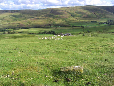 Photo 6x4 Sheep on Peat Law Sundhope/NT3325 The south-southeast slopes ...