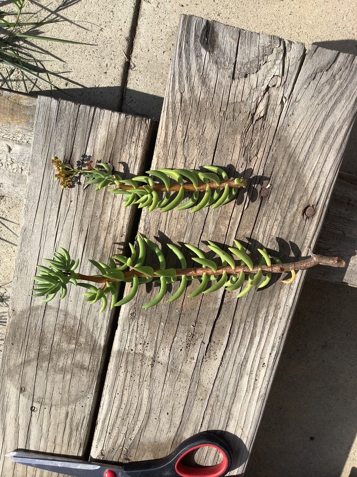 Mini Pine Tree Succulent- Crassula tetragona 7 live cuttings 5-8 Inches ...