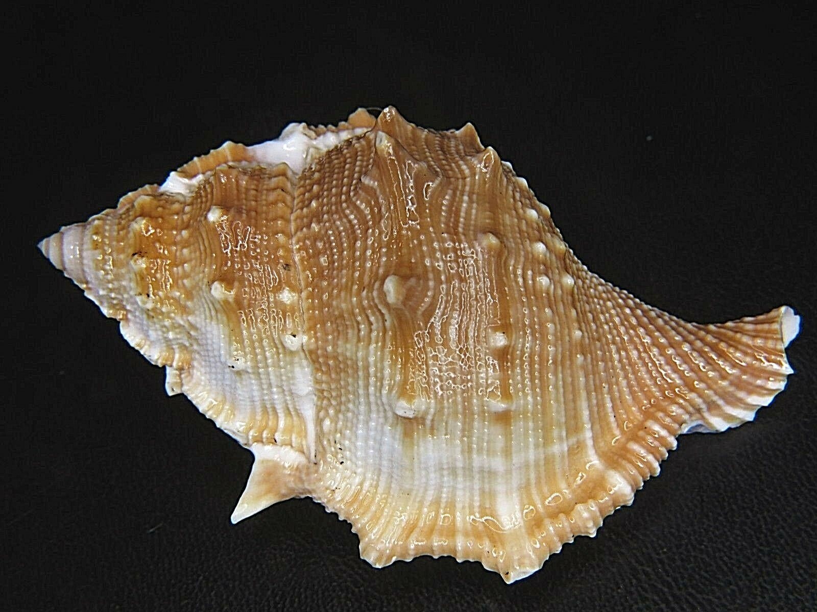 BURSA "BUFONARIA" CRISTINAE: NAMED IN 1989 @ 73.24MM!! | eBay