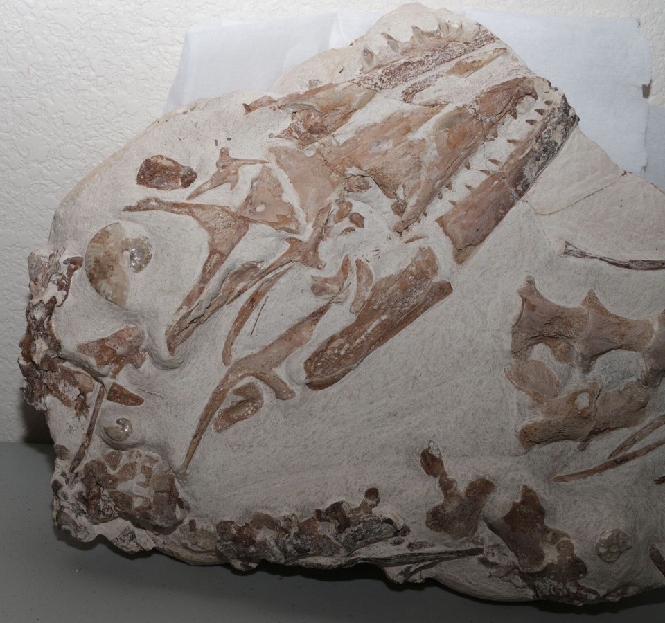 Tethysaurus Skull Skeleton Bones Mosasaur Dinosaur Age Fossil ...