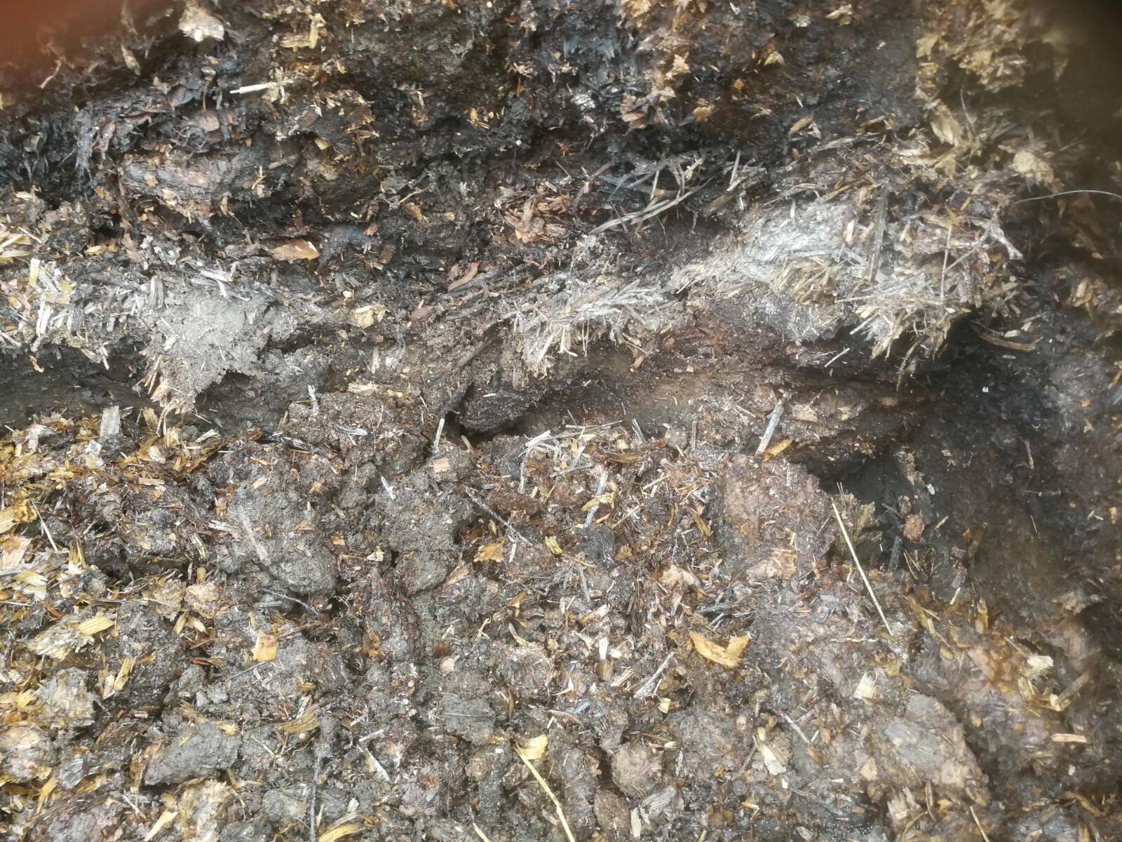 Natural Well rotted organic Horse Manure from our Farm (Dorset ...