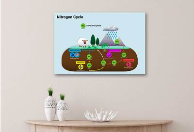 Diagram of Nitrogen Cycle Plastic Poster Ready to Hang | eBay Australia