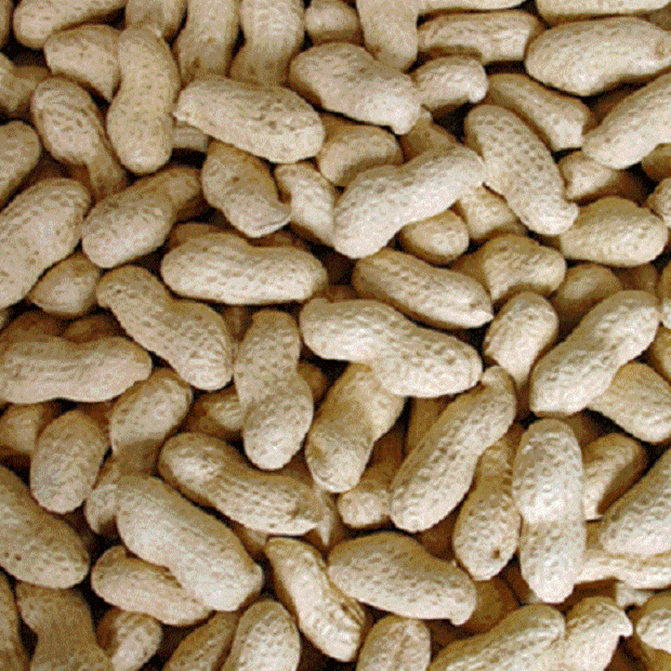 MONKEY NUTS - (250g to 12kg) - Peanuts In Shells Bird Feed Animal ...