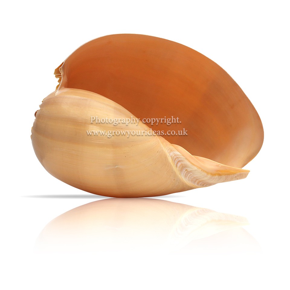 Extra Large Melon Shell Large Polished 22.5 cm to 25 cm Beach SeaShell ...