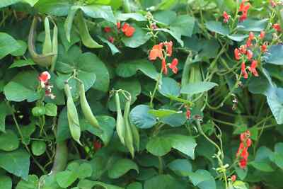 CLIMBING BEAN SCARLET RUNNER SEEDS Vegetable Seeds Non GMO Bean Seeds ...