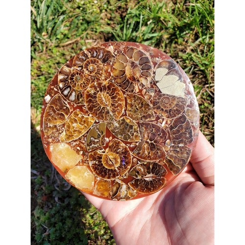 Ammonite Plate Coaster BONUS Info Card Crystals Minerals Stones Fossils ...