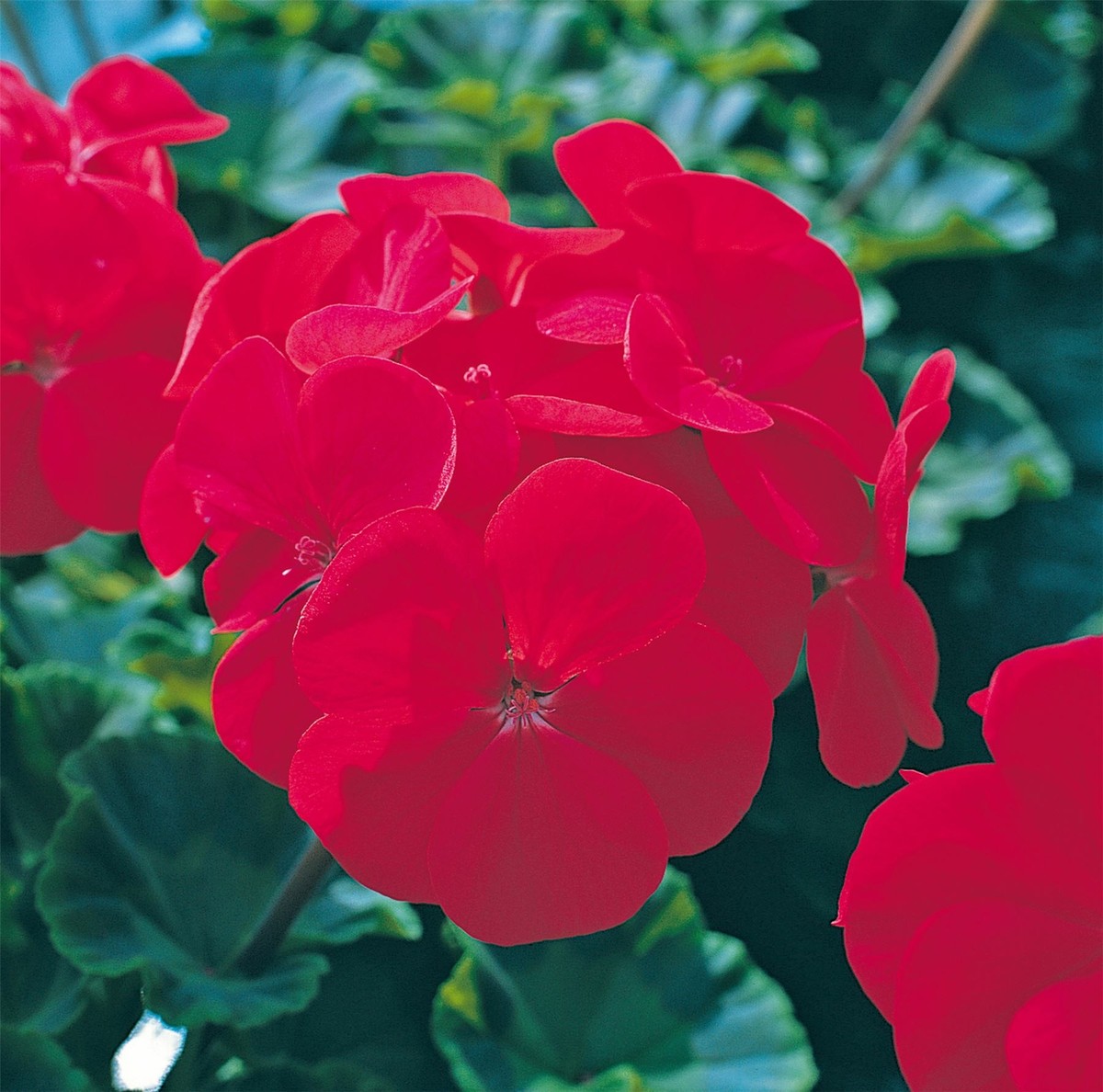 Red Geranium Flower Beds Geranium Century F1 Red (Garden Ready) | J
