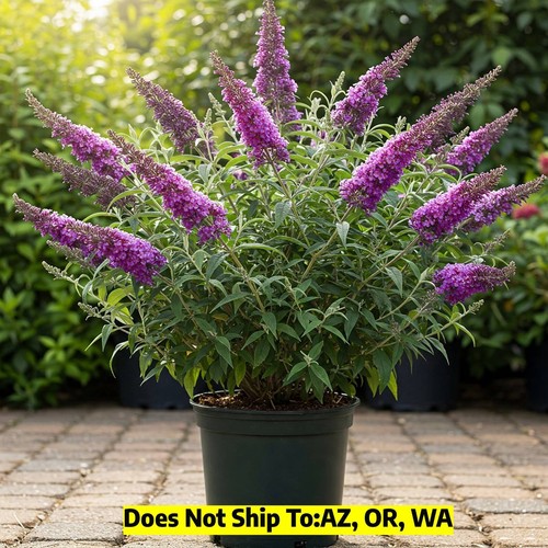 Black Knight Butterfly Live Plant Buddleia Purple Flowering Bush ...