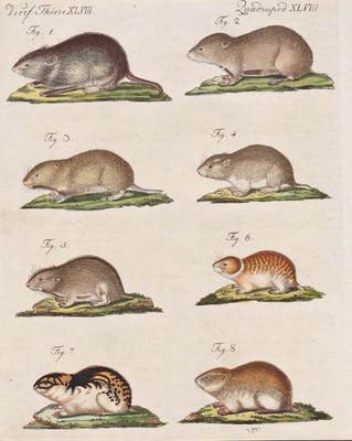 Mice Topo Lemming Mouse Roditore Incisione 1795 Bertuch | eBay