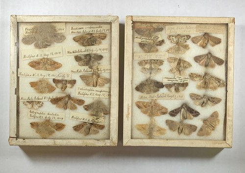 Old 1904 Moth Specimen Collection Riker Mount Nova Scotia Framed Pair ...