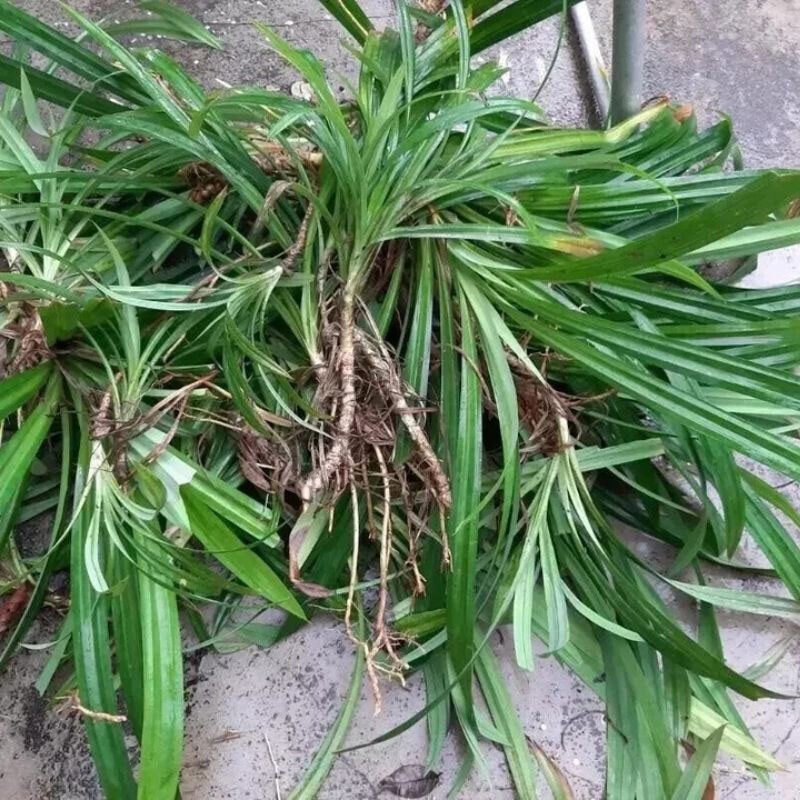PANDAN AMARYLLIFOLIUS LIVE PLANT PANDANUS leaf Live fresh Plant Rooted ...