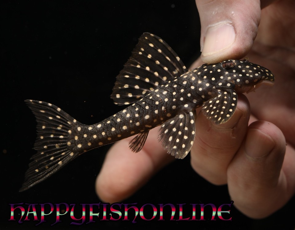 L048 GOLDEN CLOUD PLECO! ABSOLUTELY WICKED BIG JUVENILE LIVE FISH! WC ...