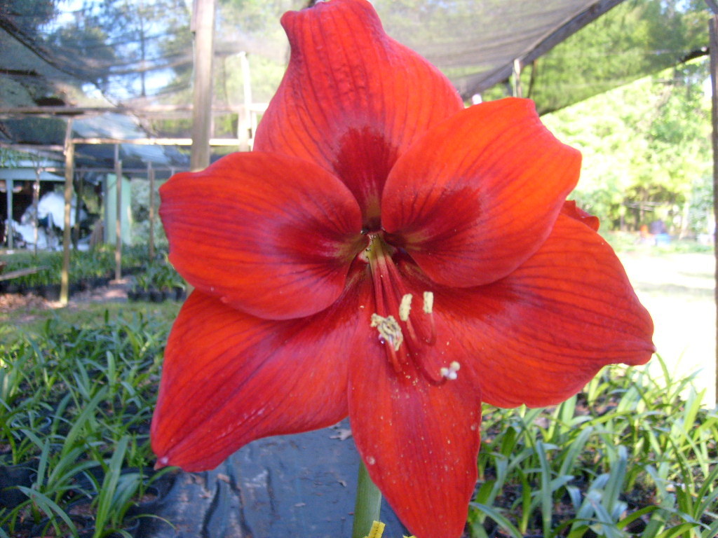 A Bundle of 12 Amaryllis offset bulbs from Amigo Hippeastrum Plant Lily ...