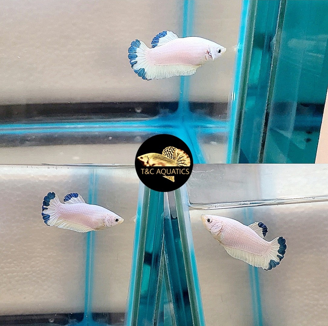 Live Betta Fish Blue Rim Marble Female - USA Seller | eBay