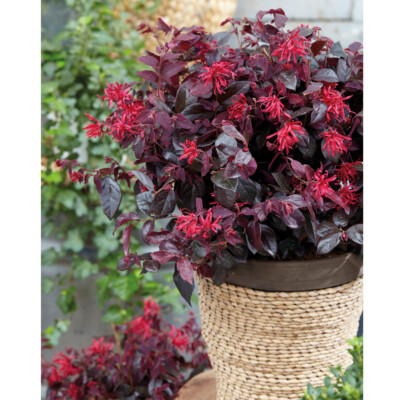 Loropetalum Hardy Shrub Evergreen Garden Plant 'Ever Red' 1 2 or 3 x ...