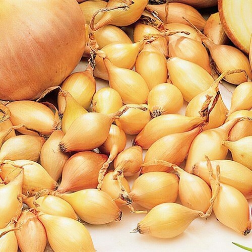 Onion Sets -STURON Onions Sets -Easy way to grow Onions. Ready for ...
