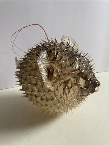 Vintage Taxidermy Dried Puffa Fish On Display String Curiosity / Shop ...