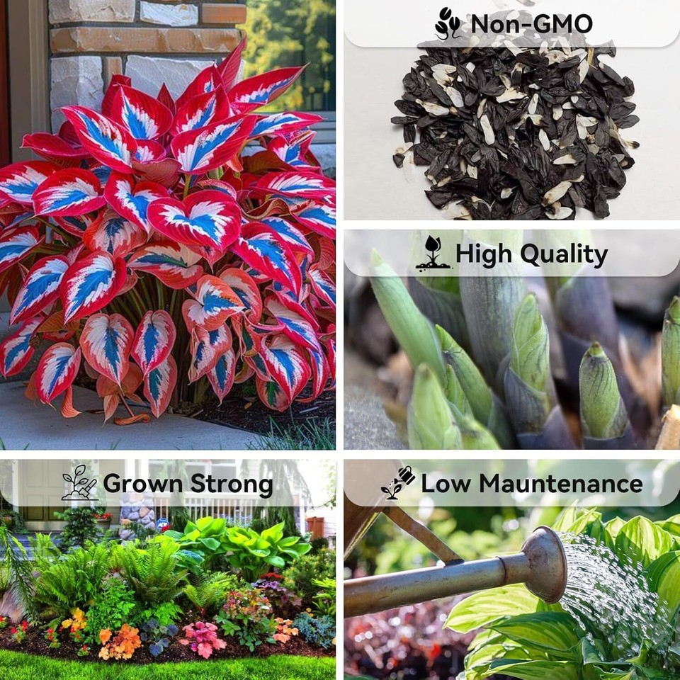 Hosta Seeds - 100 Rare White& Red Hosta with Blue Variations ...