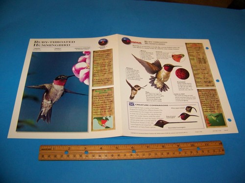 Ruby-Throated Hummingbird Photo / Information Page Wildlife Explorer ...