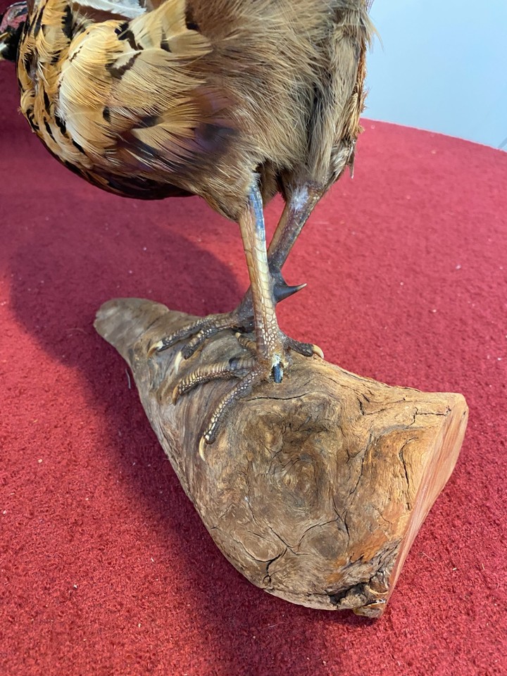 Chinese Ringneck Pheasant Taxidermy based mounted bird | eBay