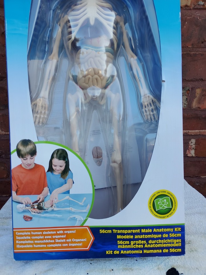 Edu Science Lab. Male Anatomy Kit | eBay