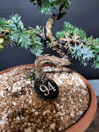 (94)) Juniper Bonsai Tree Training Project Twisted Trunk.for You To ...