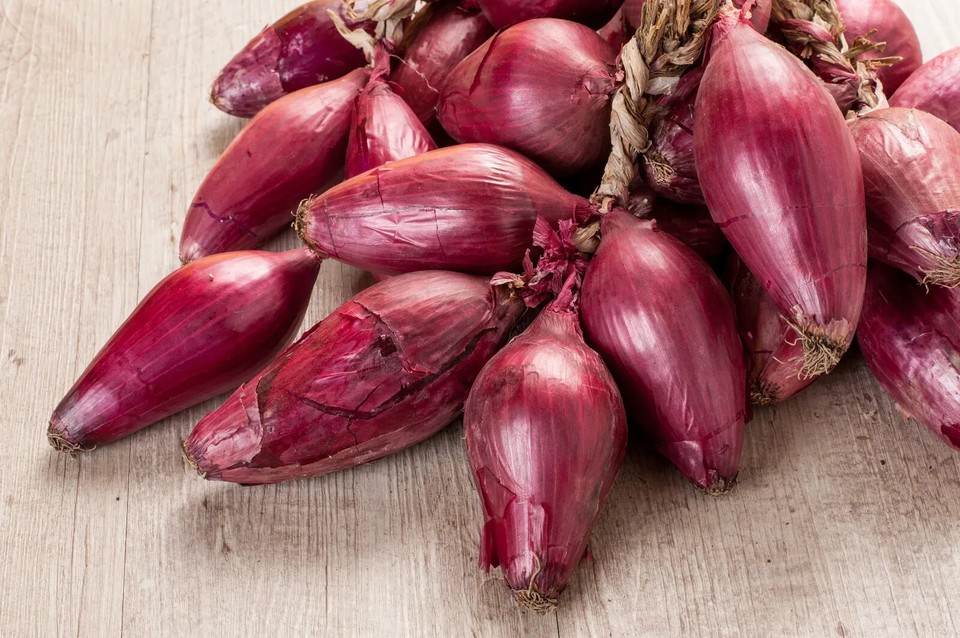 Italian Red Torpedo Onion Seeds, NON-GMO, Rossa di Tropea, FREE ...