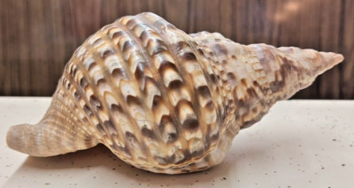 Triton Trumpet Sea Shell 8.5" Long Charonia Tritonis Perfect Condition ...