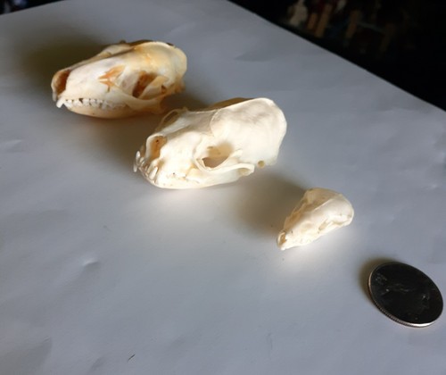 Taxidermy Lot of Real Bone Small Animal Skulls- Mink, Shrew, and Mole ...