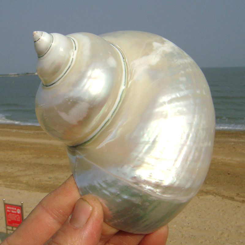 Natural Turban Shells Conch Coral Sea Snail Fish Tank Home Aquarium 7.5 ...