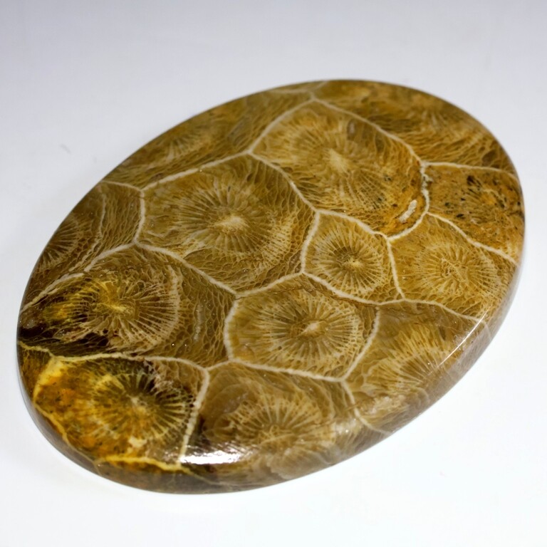 WHOLESALE LOT NATURAL HEXAGONARIA PETOSKY CORAL OVAL CABOCHON GEMSTONE ...