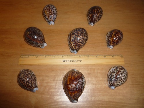 8 Large Natural Polished Tiger Cowrie Seashell Rare | eBay