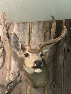 Mule Deer Velvet Shoulder Mount Taxidermy | eBay