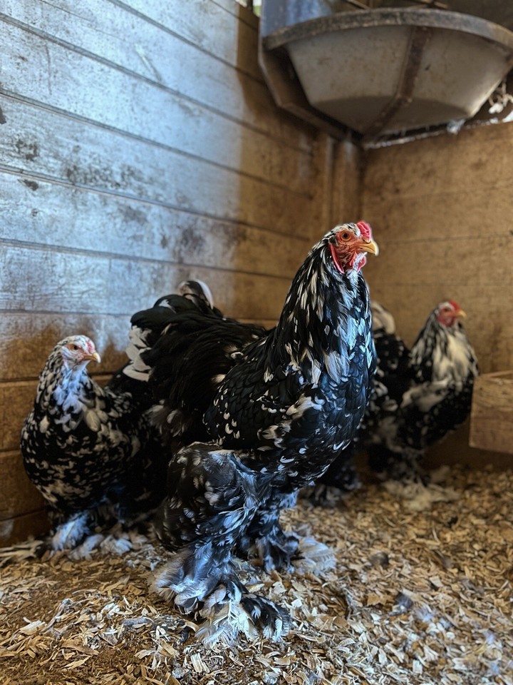 12++ Mottled Brahma Hatching Eggs | eBay