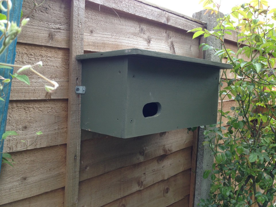 Common swift bird nest box / Available colours ( shoebox ) | eBay UK