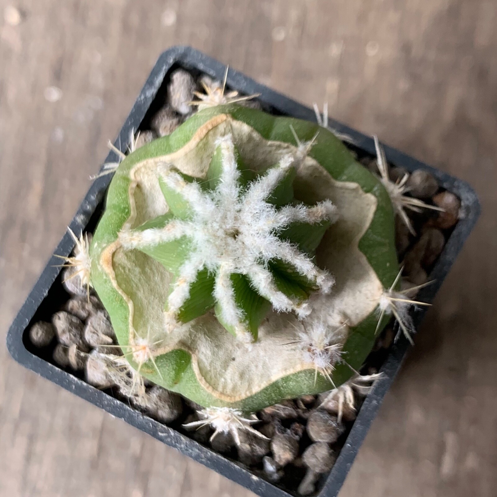 1521. Cactus hintonii RS 515A, La Poza, NL (Grafted) | eBay