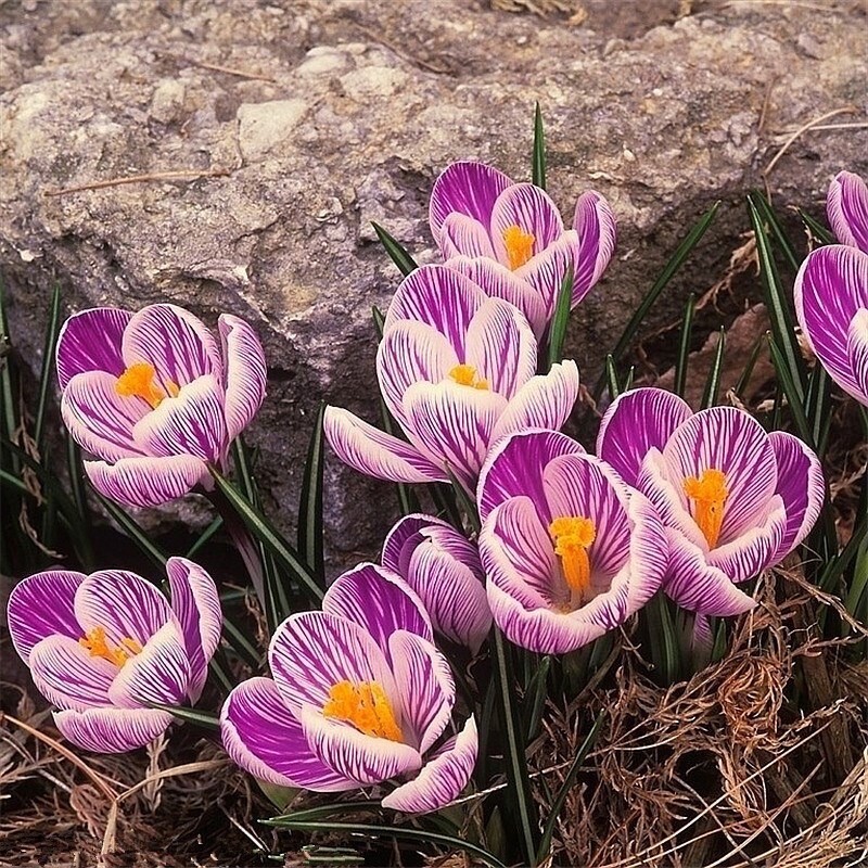 20 EXOTIC RARE CROCUS SEEDS for garden flower beds plant bush USA ...